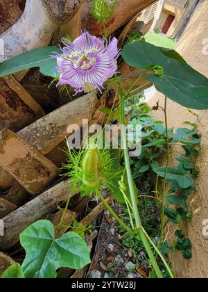 fringed passionflower (Passiflora ciliata Stock Photo - Alamy