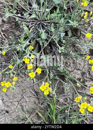 Great Plains Bladderpod (Physaria arenosa Stock Photo - Alamy