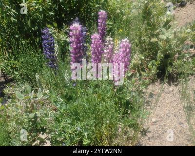 Santa Lucia Lupine (Lupinus cervinus Stock Photo - Alamy