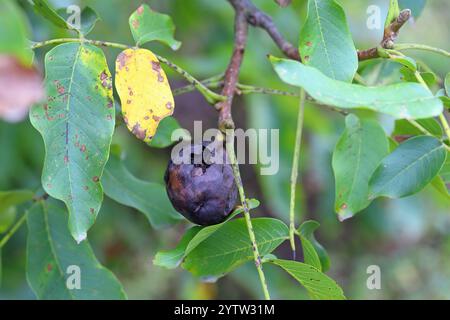 Immature walnut damaged by maggots of Walnut husk fly, scientic name ...