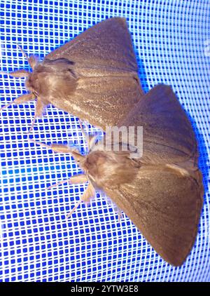 Clay Monkey (Phyllalia patens Stock Photo - Alamy