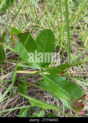 Gopher apple (Geobalanus oblongifolius Stock Photo - Alamy