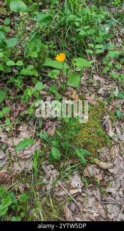 Two-flower Dwarf-dandelion (Krigia biflora Stock Photo - Alamy
