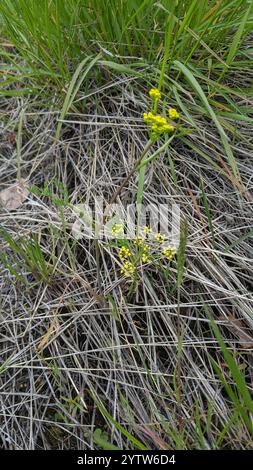 Wyeth Biscuitroot (Lomatium ambiguum Stock Photo - Alamy