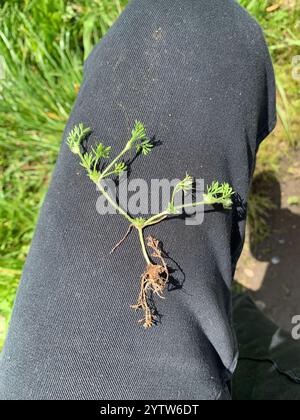 common soliva (Soliva sessilis Stock Photo - Alamy