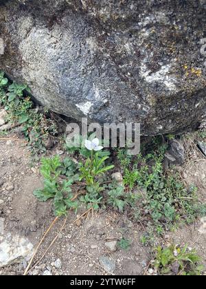 riverside windflower (Eriocapitella rivularis Stock Photo - Alamy