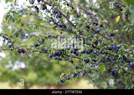 Wild plum bush with small violet fruits hanging on the branches Stock ...