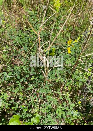 eastern wild indigo (Baptisia tinctoria Stock Photo - Alamy