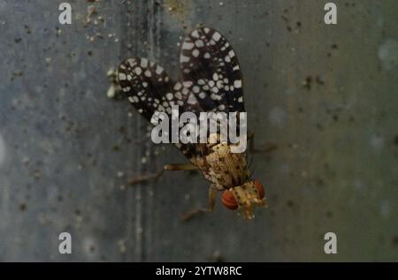Spotted Marsh Fly (Trypetoptera punctulata Stock Photo - Alamy