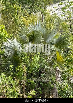 Silver Thatch Palm (Coccothrinax alta Stock Photo - Alamy