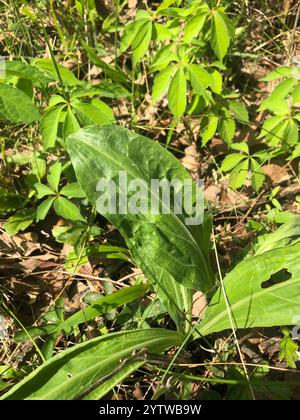 Appalachian blazing star (Liatris squarrulosa Stock Photo - Alamy