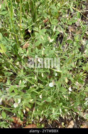 Spanish clover (Acmispon americanus Stock Photo - Alamy