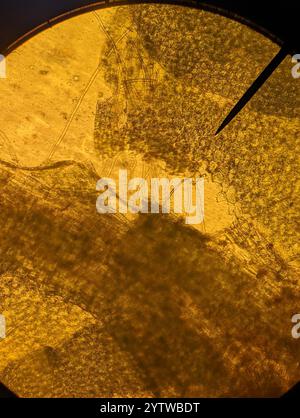 Square-leaved Crestwort (Chiloscyphus polyanthos Stock Photo - Alamy