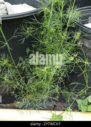 Marsh parsley (Cyclospermum leptophyllum Stock Photo - Alamy