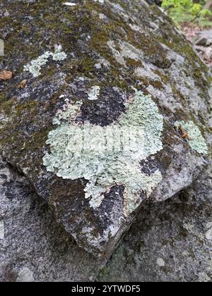 rock greenshield lichen (Flavoparmelia baltimorensis Stock Photo - Alamy