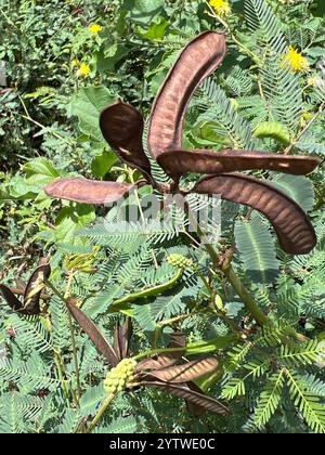 Sensitive Neptunia (Neptunia oleracea Stock Photo - Alamy
