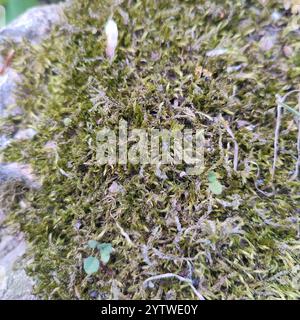 joint-toothed mosses (Bryopsida Stock Photo - Alamy