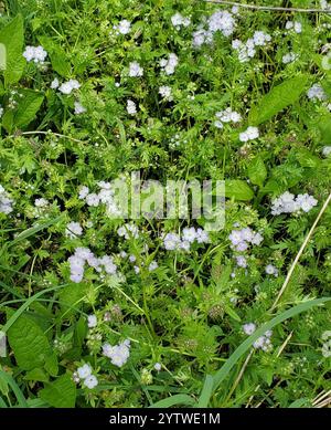 Miami Mist (Phacelia purshii Stock Photo - Alamy