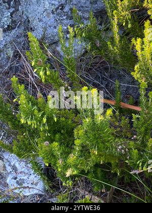 Red Hanging Heath (Erica coccinea coccinea Stock Photo - Alamy