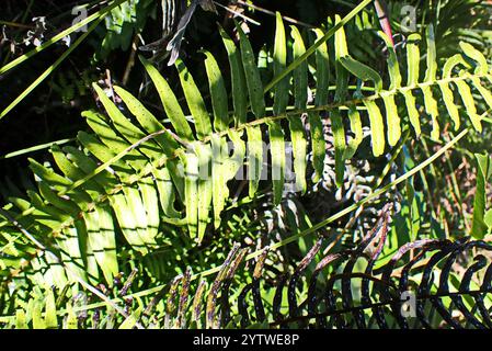 Cape Hard Fern (Blechnum capense) Plantae Stock Photo - Alamy