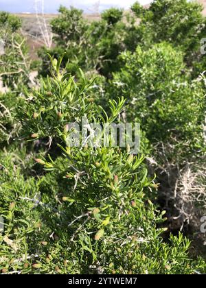 Greasewood (Sarcobatus vermiculatus Stock Photo - Alamy