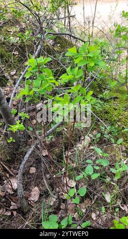Shinyleaf Meadowsweet (Spiraea lucida Stock Photo - Alamy