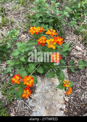 Texas lantana (Lantana urticoides Stock Photo - Alamy