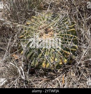 Horse Crippler Cactus (Homalocephala texensis Stock Photo - Alamy