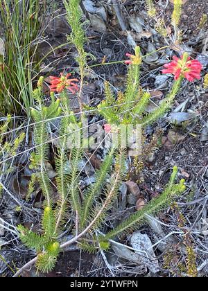 Peninsula Heath complex (Erica abietina Stock Photo - Alamy