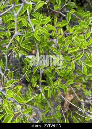Catclaw Blackbead (Pithecellobium unguis-cati Stock Photo - Alamy