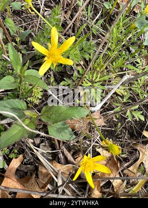 Early Buttercup (Ranunculus fascicularis Stock Photo - Alamy