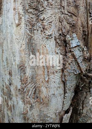 Dutch elm disease (Ophiostoma ulmi Stock Photo - Alamy
