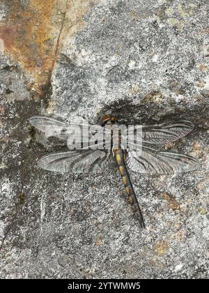 Spiny Baskettail (Epitheca spinigera Stock Photo - Alamy