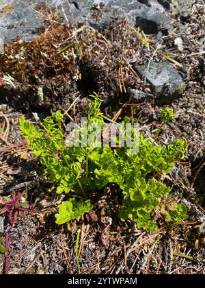 American parsley fern (Cryptogramma acrostichoides Stock Photo - Alamy