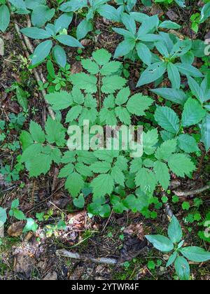 Eurasian baneberry (Actaea spicata Stock Photo - Alamy