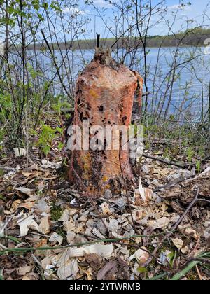 deer vomit (Fusicolla merismoides Stock Photo - Alamy