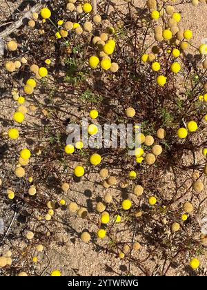 stinknet (Oncosiphon pilulifer Stock Photo - Alamy