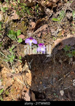 bird's foot violet (Viola pedata) Plantae Stock Photo - Alamy