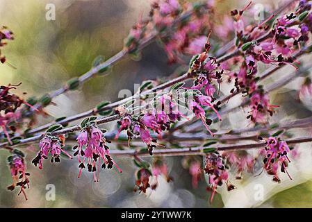 Rednut Heath (Erica anguliger Stock Photo - Alamy