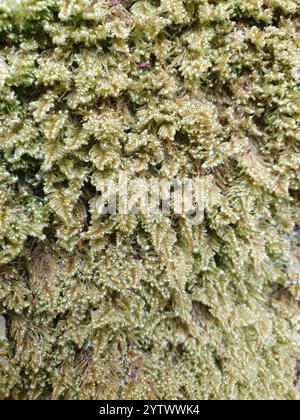 Comb-moss (Ctenidium molluscum Stock Photo - Alamy