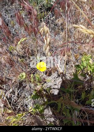 Clubhair Mariposa Lily (Calochortus clavatus) Plantae Stock Photo - Alamy