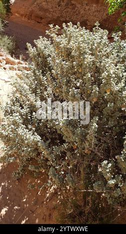 Roundleaf buffaloberry (Shepherdia rotundifolia Stock Photo - Alamy