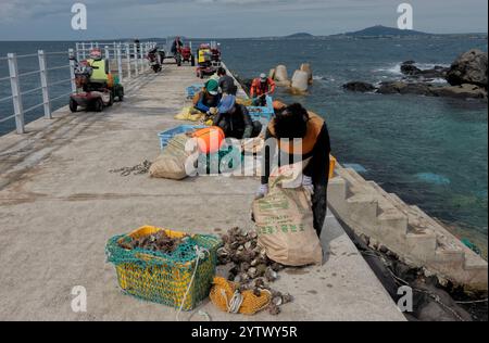 Haenyeo women divers with their fresh conch shell catch, Gapado Island ...
