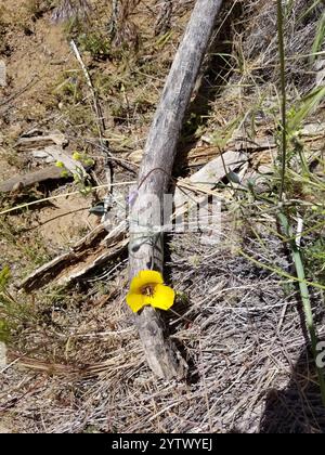 Clubhair Mariposa Lily (Calochortus clavatus Stock Photo - Alamy