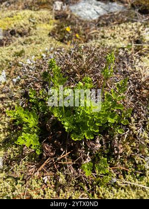 American parsley fern (Cryptogramma acrostichoides Stock Photo - Alamy