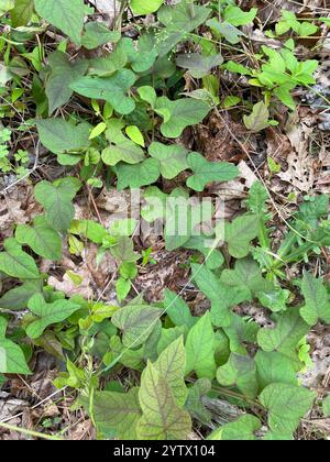 wild potato vine (Ipomoea pandurata Stock Photo - Alamy