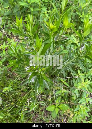 Ozark Bluestar (Amsonia illustris Stock Photo - Alamy
