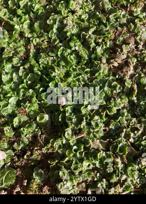 Crescent-cup liverwort (Lunularia cruciata) Plantae Stock Photo - Alamy