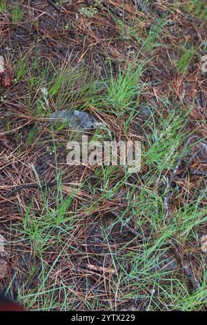 Wheeler's Bluegrass (Poa wheeleri Stock Photo - Alamy