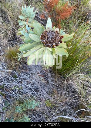 wagon tree, Protea nitida in flower in fynbos, Western Cape, South ...